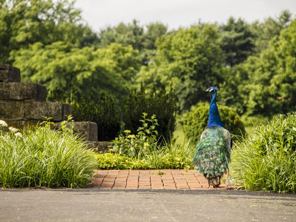 Birds and Bourbon: The Story Behind the Lux Row Peacocks - Lux Row ...